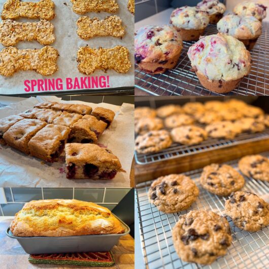 Spring Break Baking – Honeybears & Sydneybeans